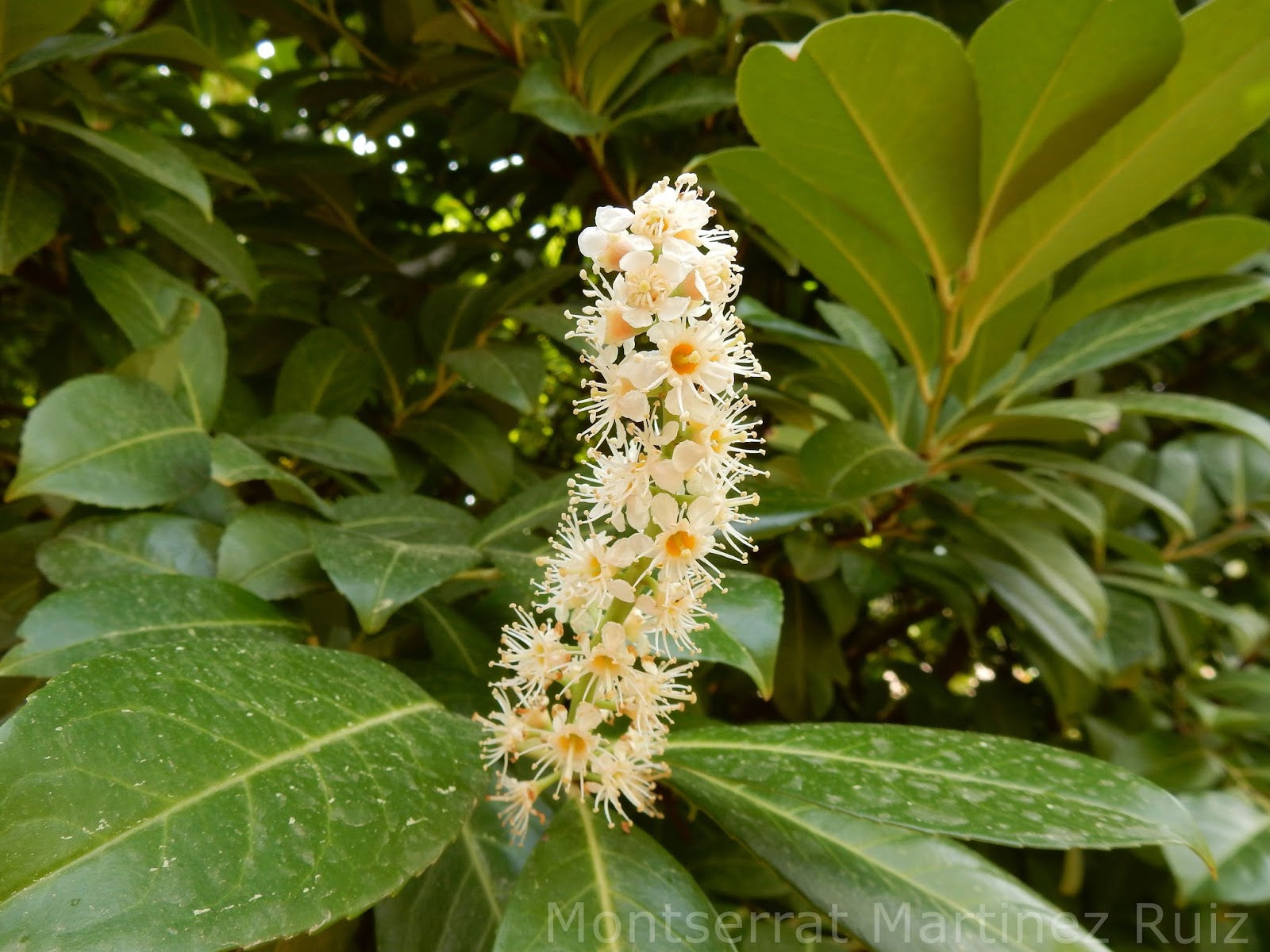 LAUREL REAL en flor - BOTÀNIC SERRAT