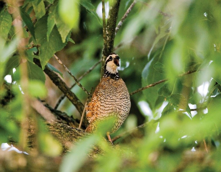 Texas Wild Quail Hunting