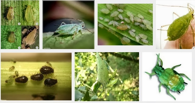 Fênix Plantas e Jardins: PRAGAS: Pulgão.