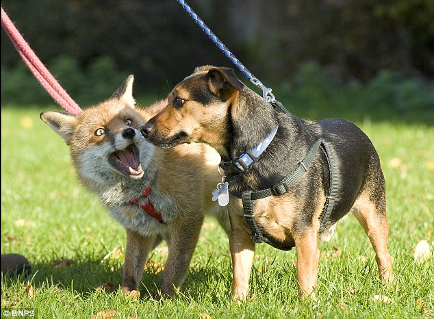 The animal zone: Foxy Roxy makes herself top dog as she moves in with ...