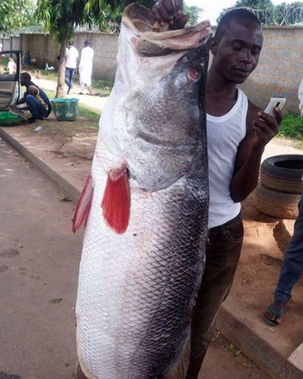 Photos: Big Fish Larger Than Humans Caught By Fisherman In Abuja Still ...