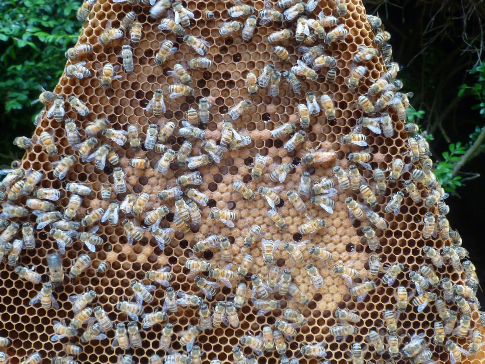 Queen Anne Bees: Supersedure Queens and Swarms