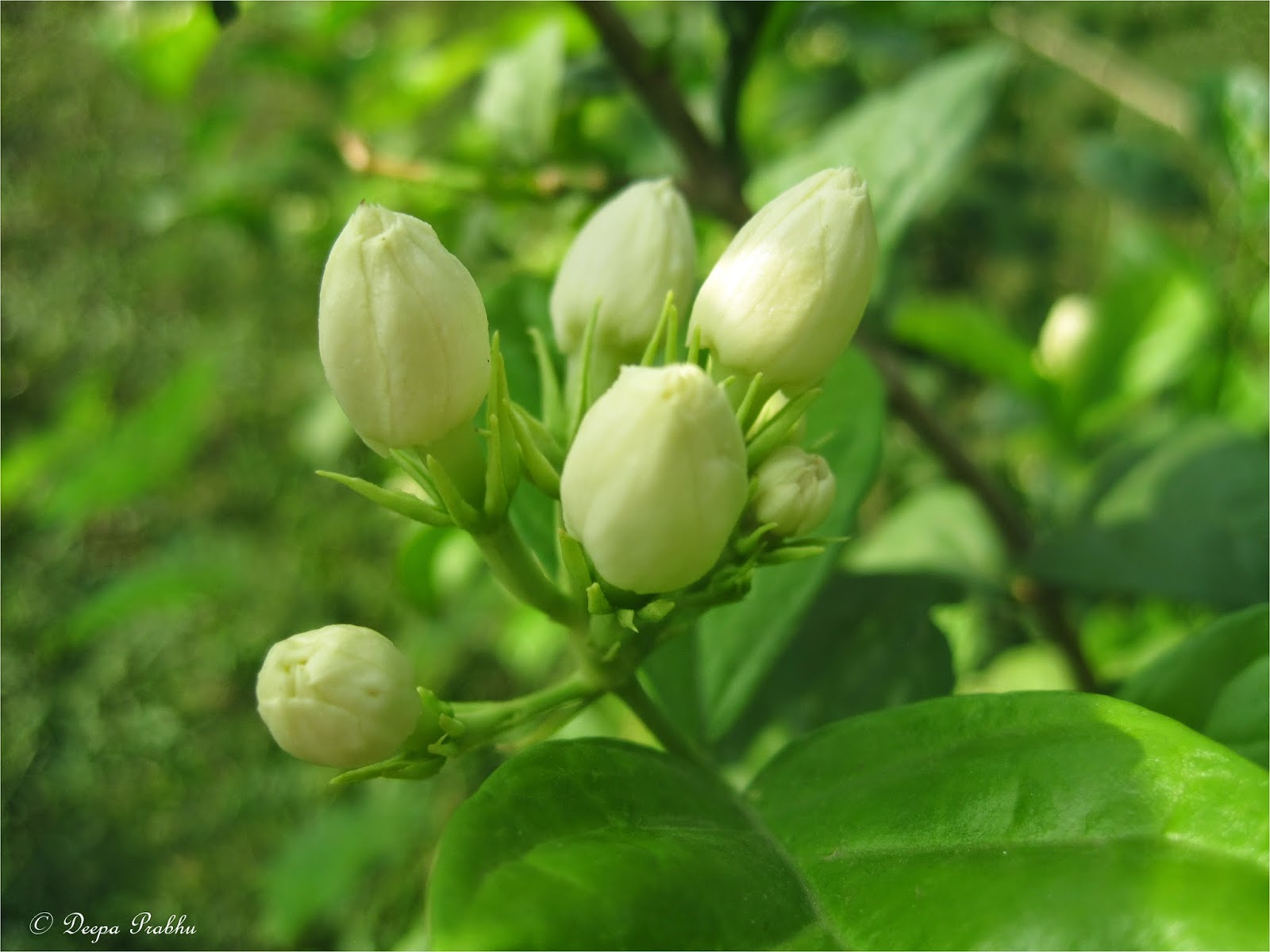 Mogra flower - Random Photography