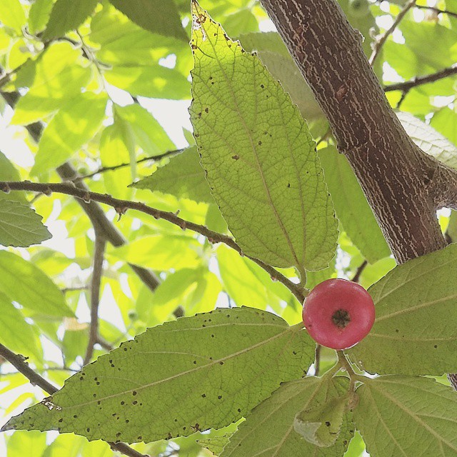 Mengenal Pohon Kersen dan Filosofi Dibaliknya - Hotcopas