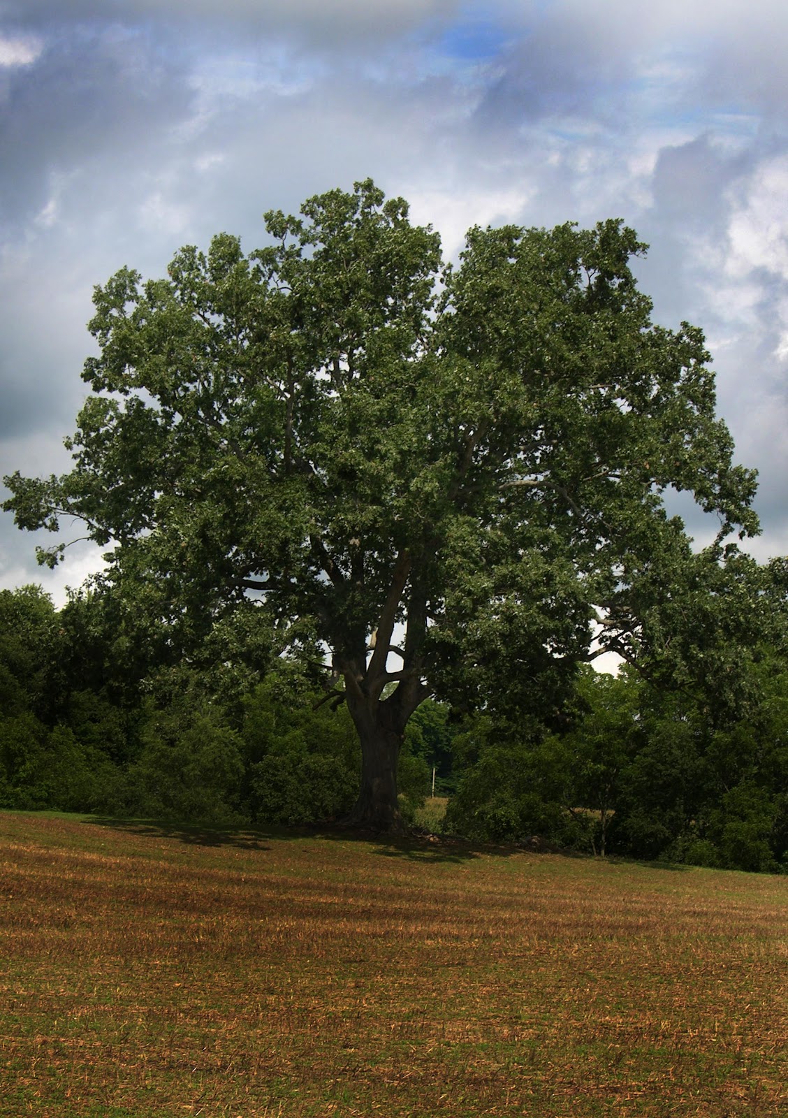 Celtic Shadows: The Magnificent Oak