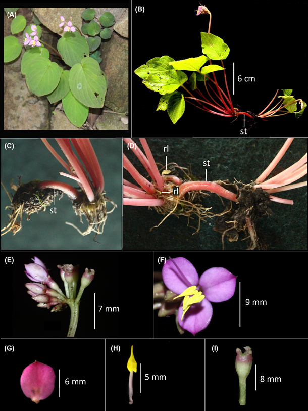 Species New to Science: [Botany • 2017] Sonerila janakiana ...