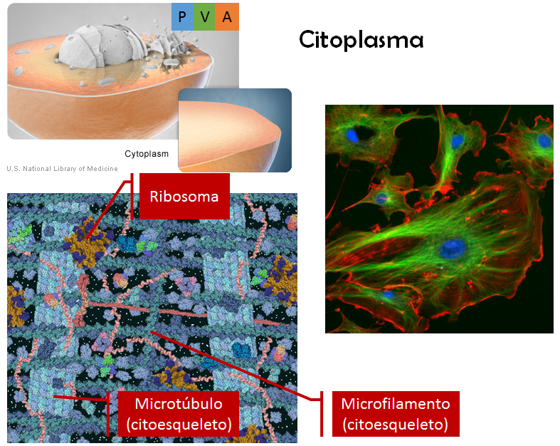 Qu Es El Citoplasma Funciones Estructura Y Caractersticas