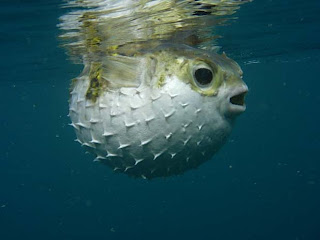 Globefish | Facts About All