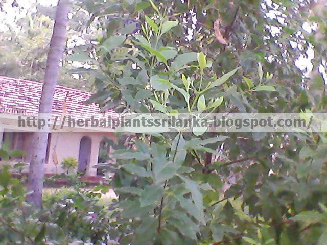 SANTALUM ALBUM -සුදුහඳුන්
