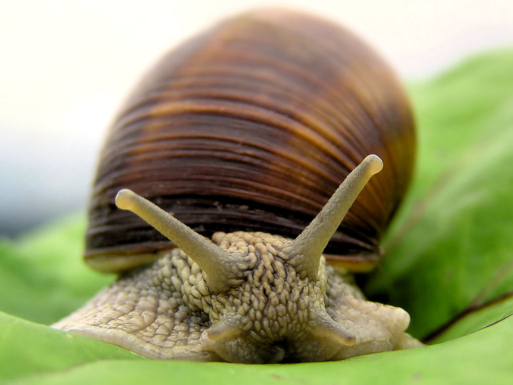 Animals World: snails food items