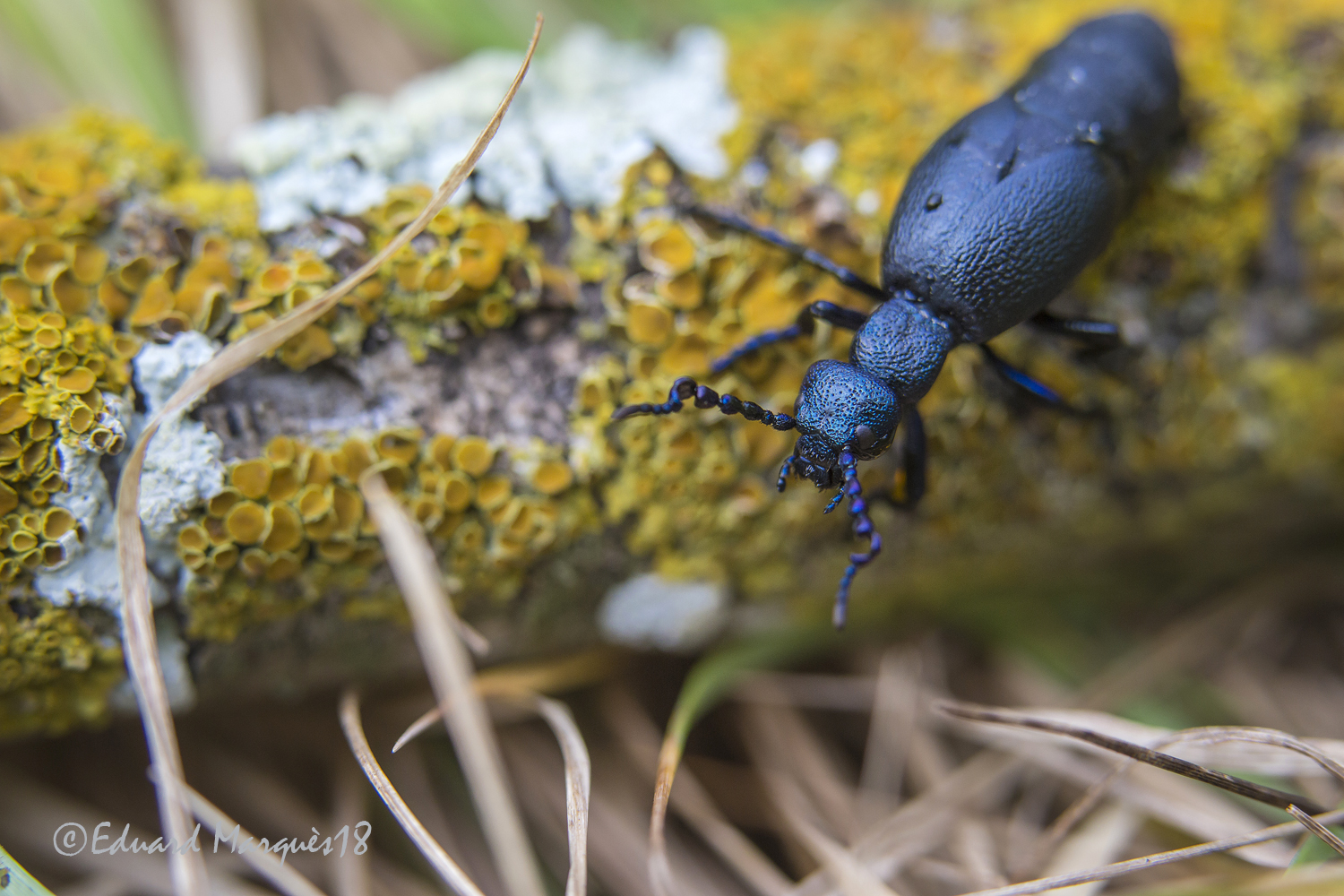 Fotografia Nocturna de l'Empordà: Els meloids, són afrodisíacs?