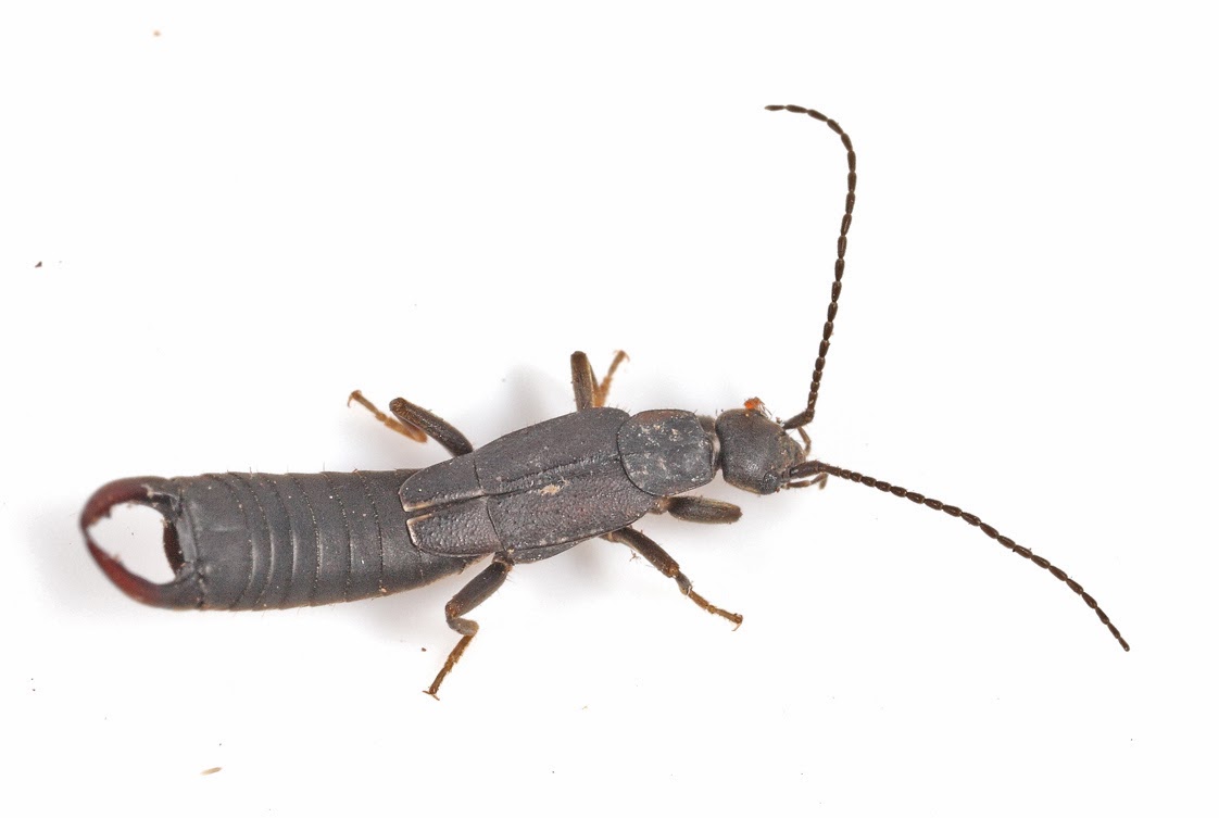 BunyipCo: Australian Earwigs