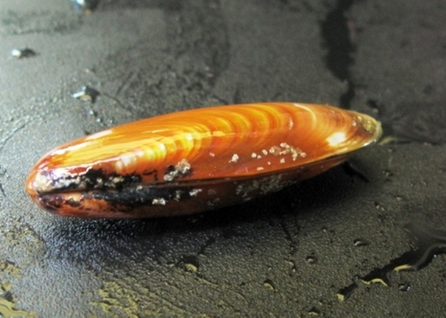 LA TAVOLOZZA DEL GUSTO DI DRACOPULOS GIORGIO: I “DATTERI DI MARE” O ...