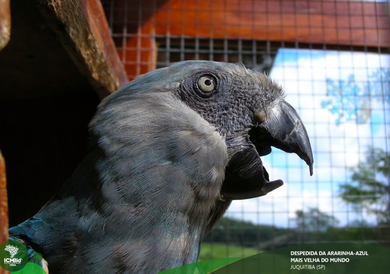 ISF Brazil in Action: Dies the last Spix's Macaw that once lived in ...
