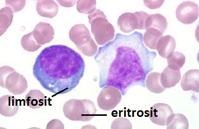 Sistem Imunitas : Pertahanan Tubuh Manusia - EDUBIO