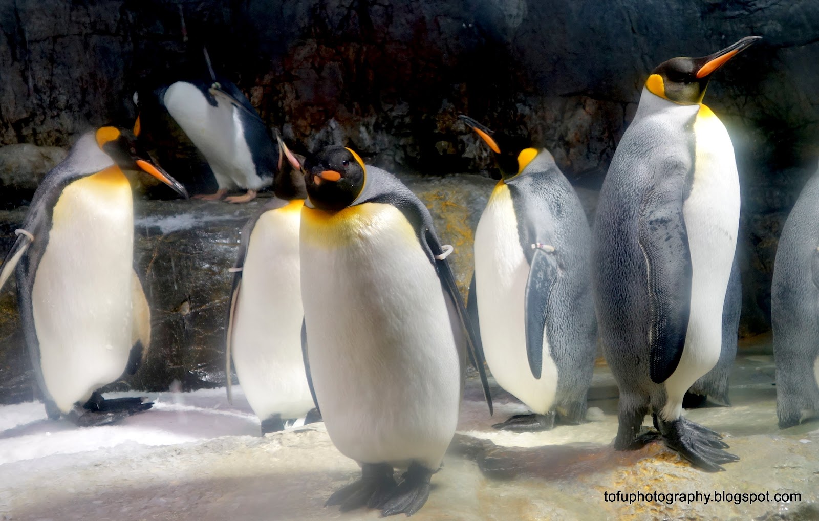 Tofu Photography: Emperor penguins at the aquarium in Osaka, Japan