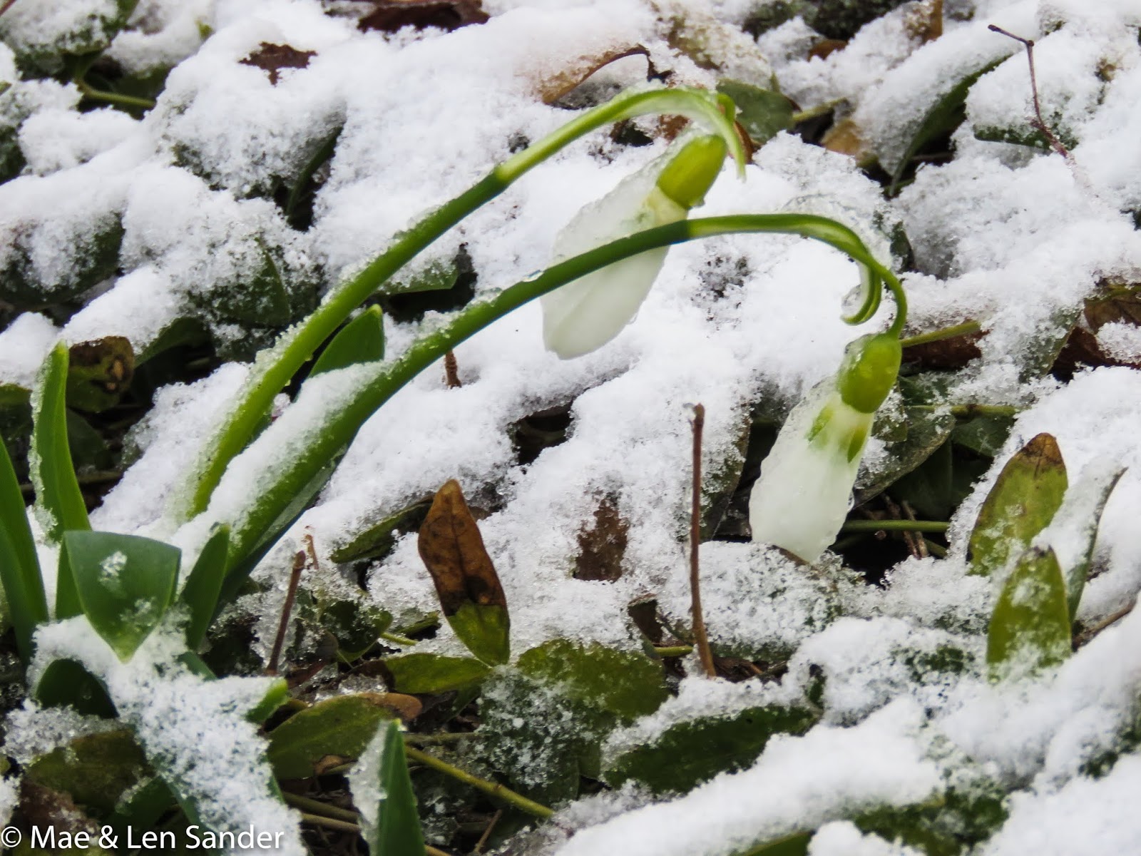Mae's Food Blog: Early Spring Flowers in Michigan