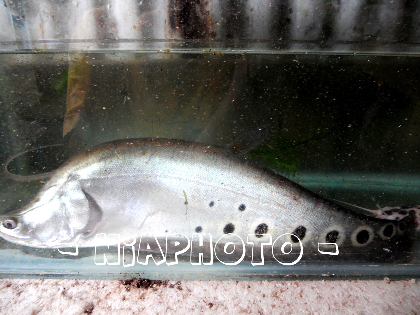 Buntal - Buntal: CLOWN KNIFE FISH..atau ikan belida