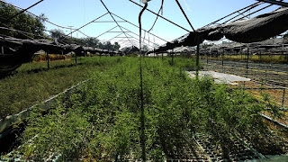 Diseño tradicional de un vivero forestal - Hora 25 Forestal