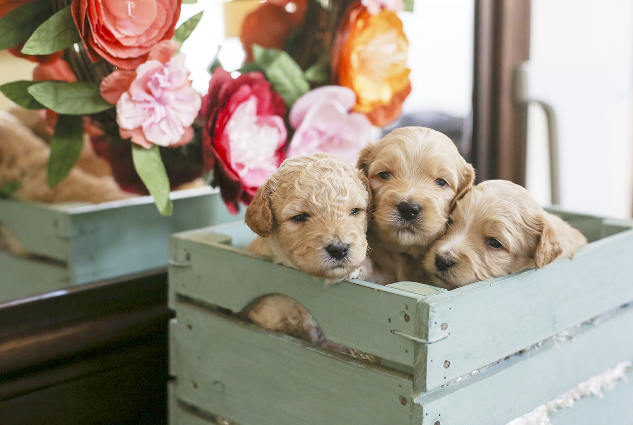 Faithful Doodles: Tinker Bell & Charlie's Australian Multi-Gen ...