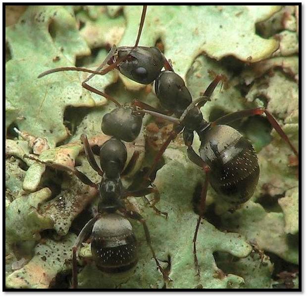 Formicidae :: Formigas-ants