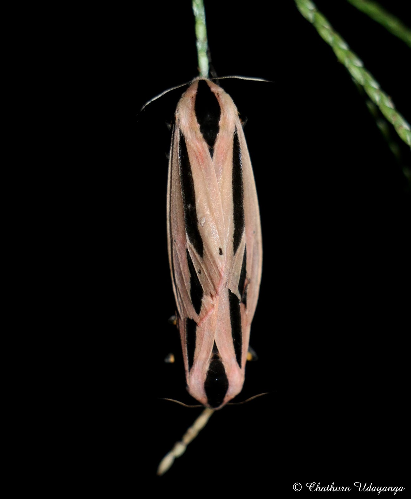 Nature Of Srilanka: Moths