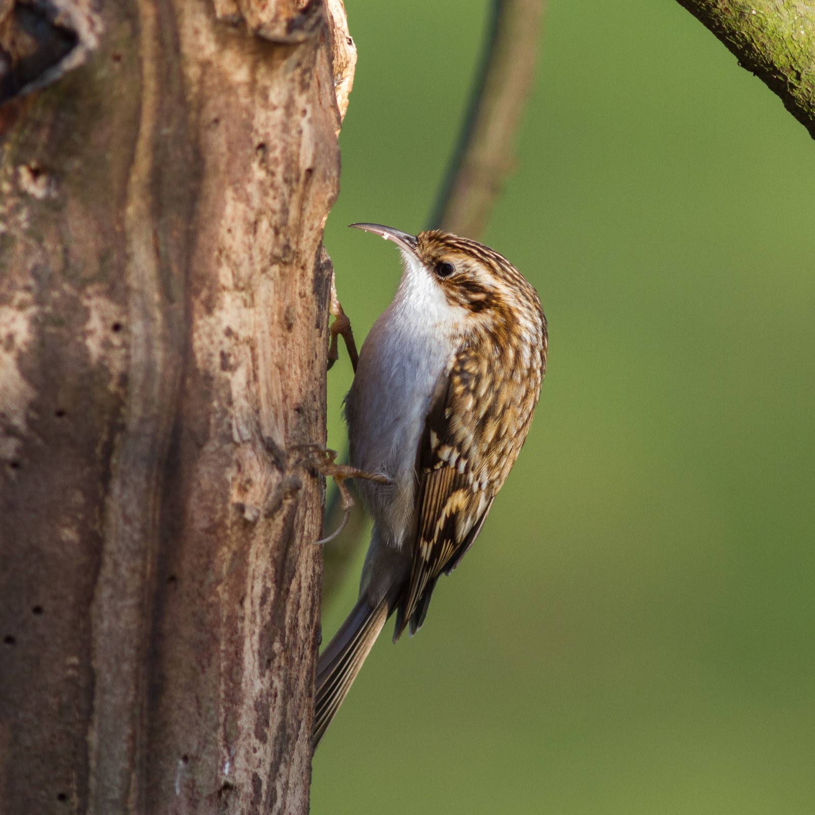 TrogTrogBlog: Bird of the week - Treecreeper
