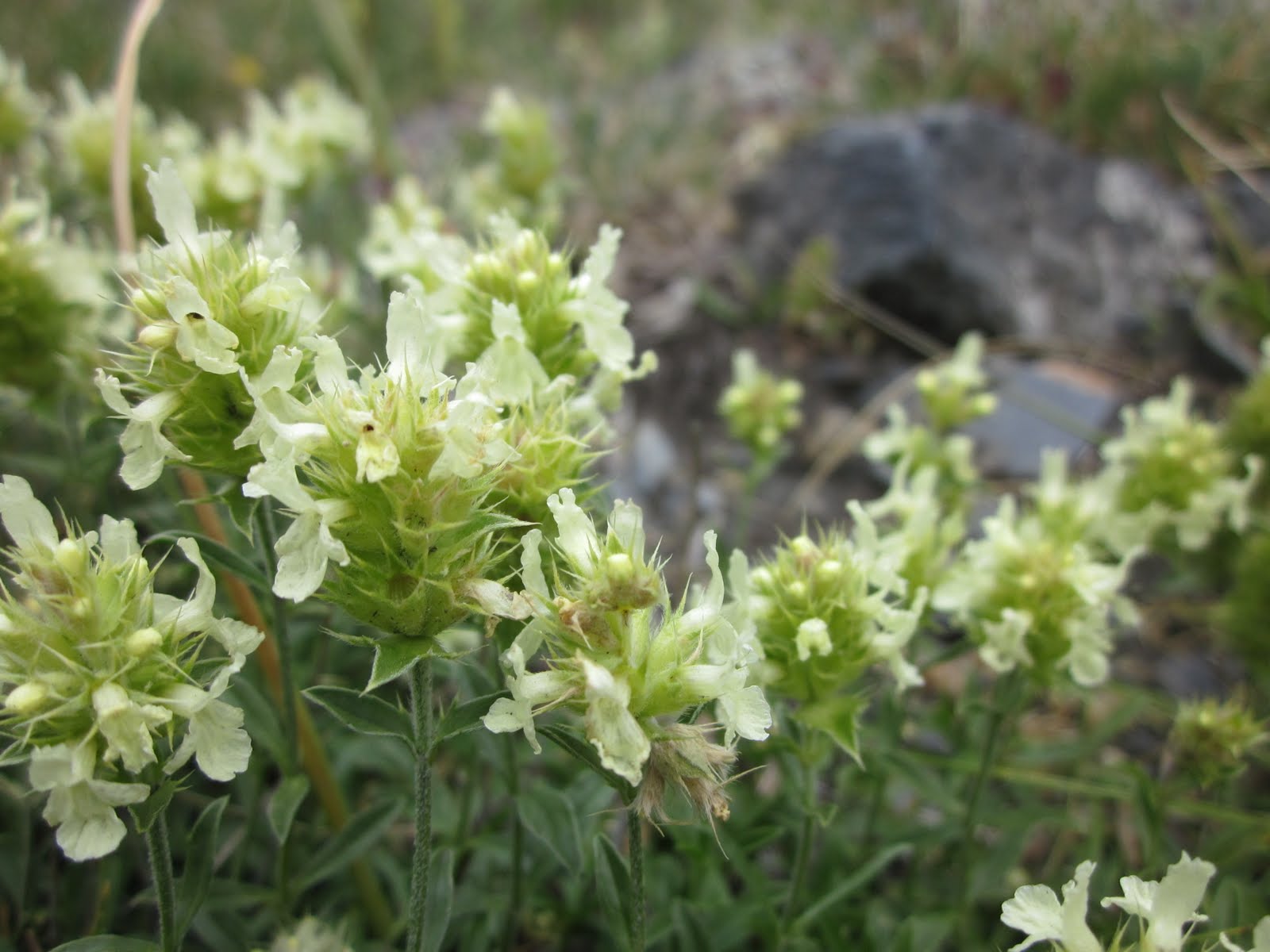 Flor de temporada: Leuzea centauroides y té de roca
