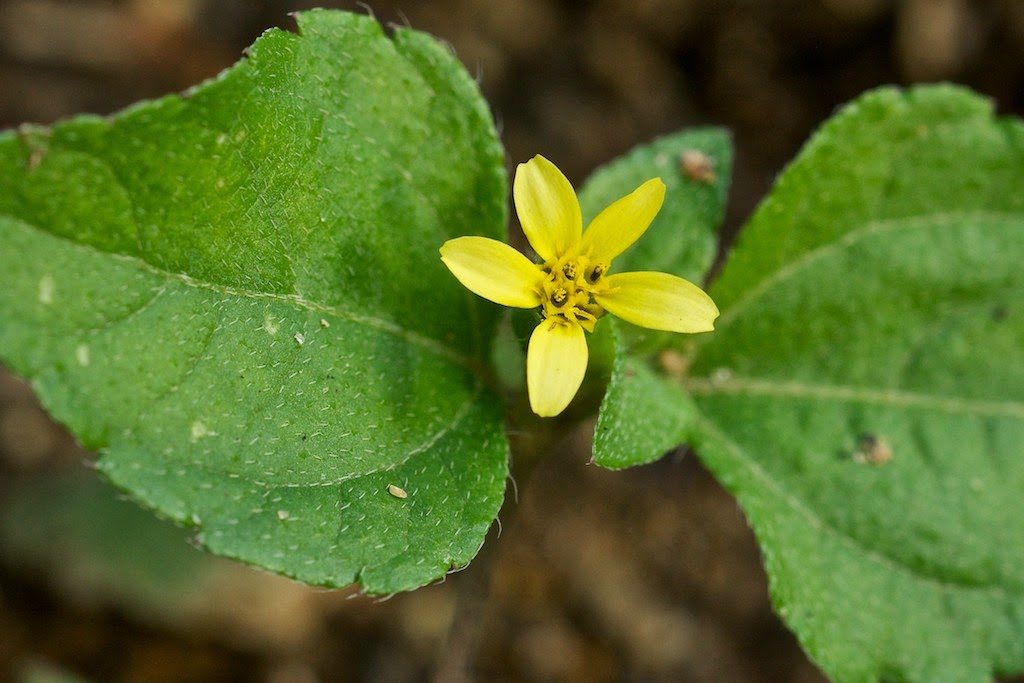 Flora de Puerto Rico Ilustrada Papo Vives: ASTERACEAE-CALYPTOCARPUS VIALIS