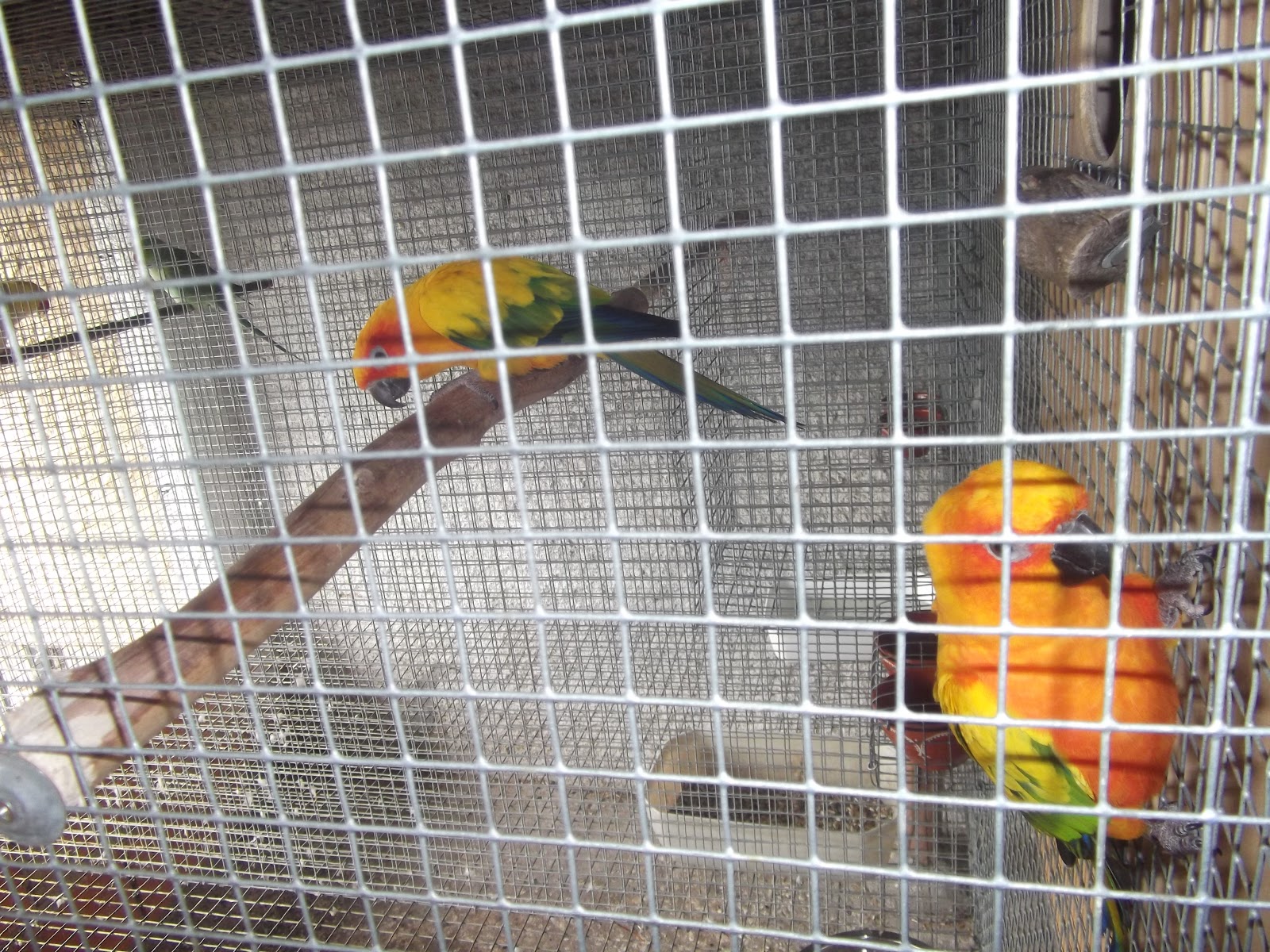 J & F Aves - Stam 142M: Aratingas solstitialis