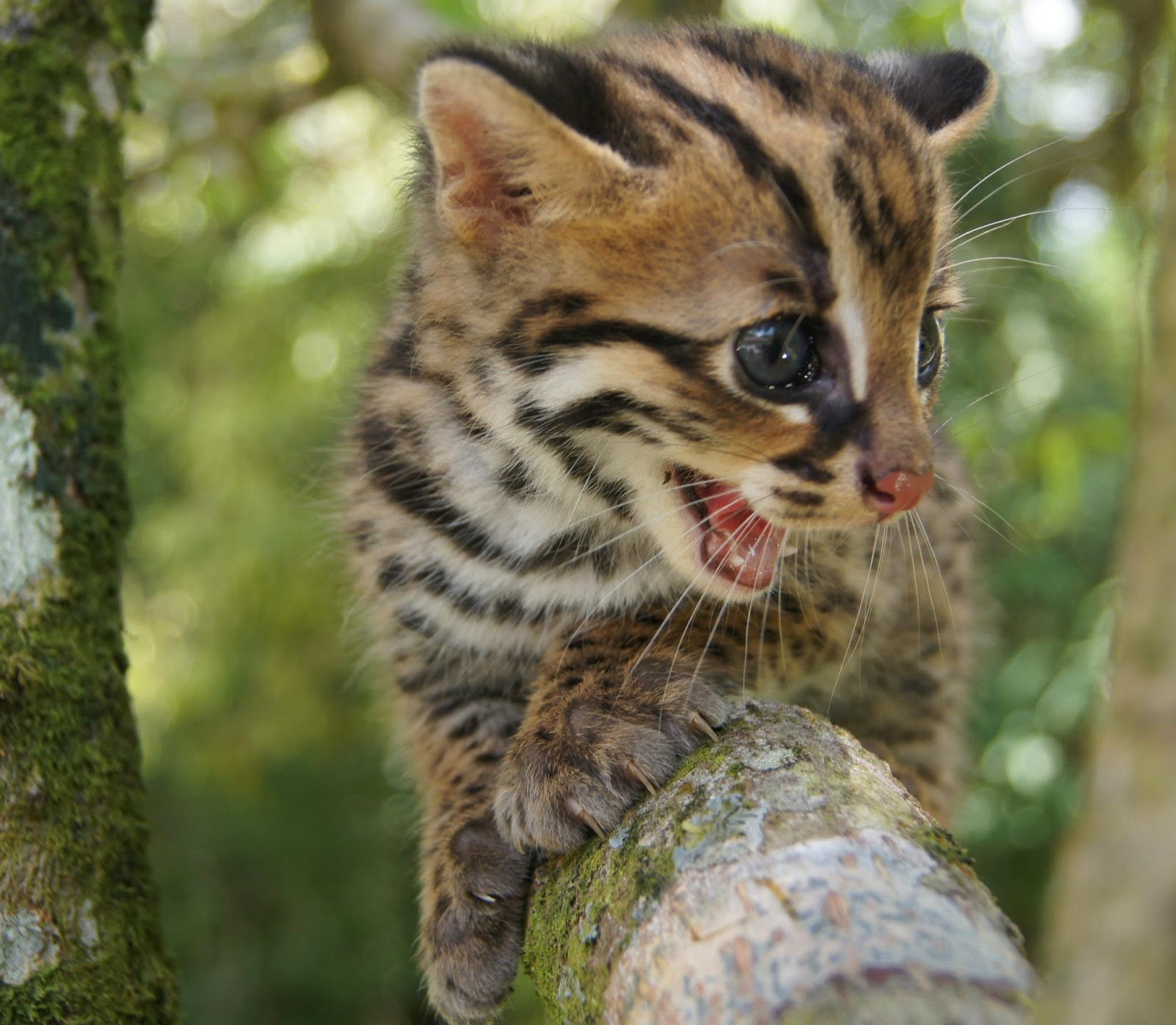 Laman Husna: Anak kucing batu.