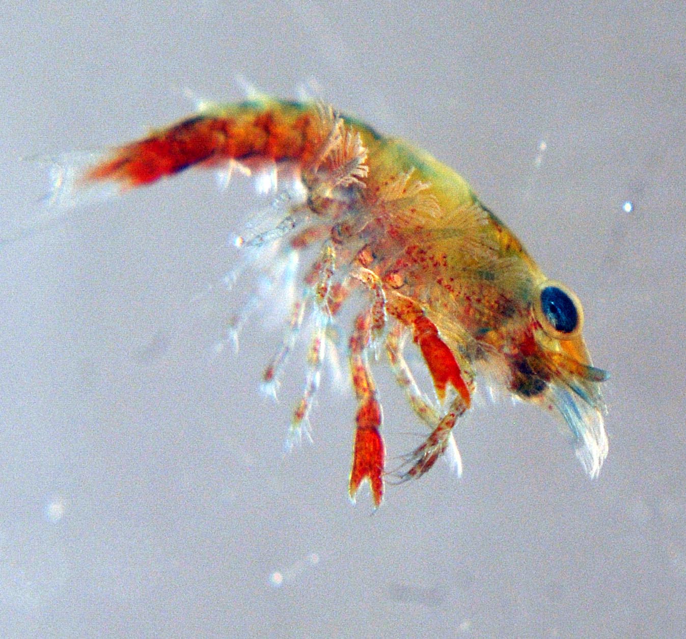 Huntsman Marine Science Centre: Lobster life cycle: the larvae