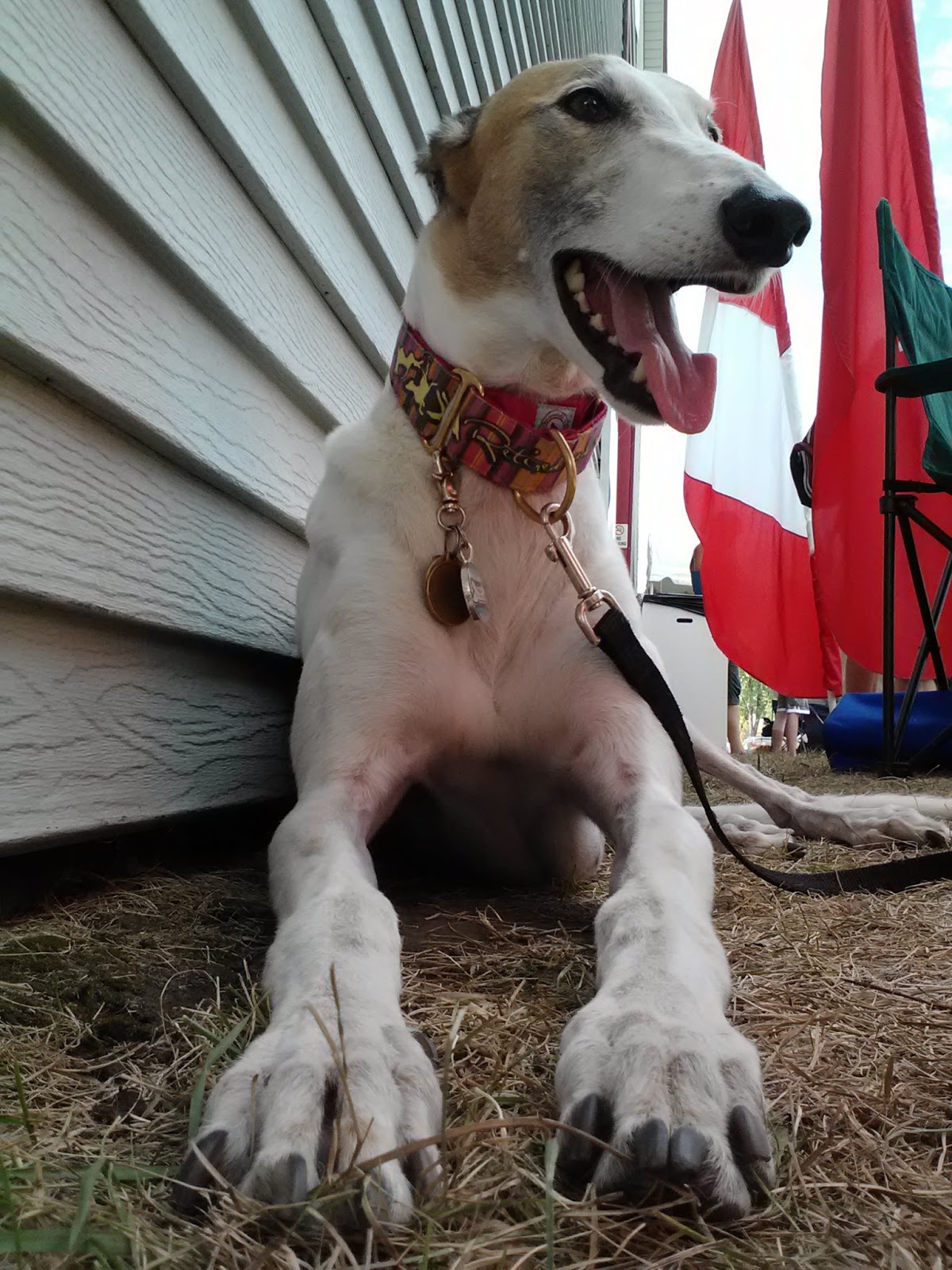 Northern Lights Greyhound Adoption Dog Blog: NLGA Photo Roundup ...