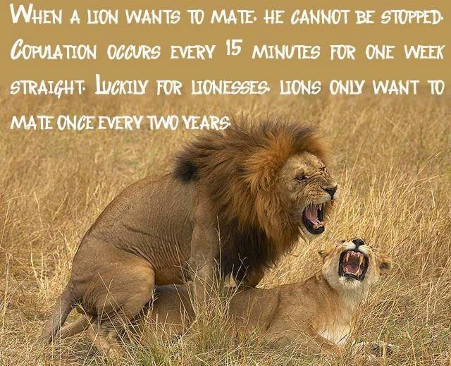 Top 12 Fun Animal Facts Funny Collection World top-12-fun-animal-facts-funny-collection-world