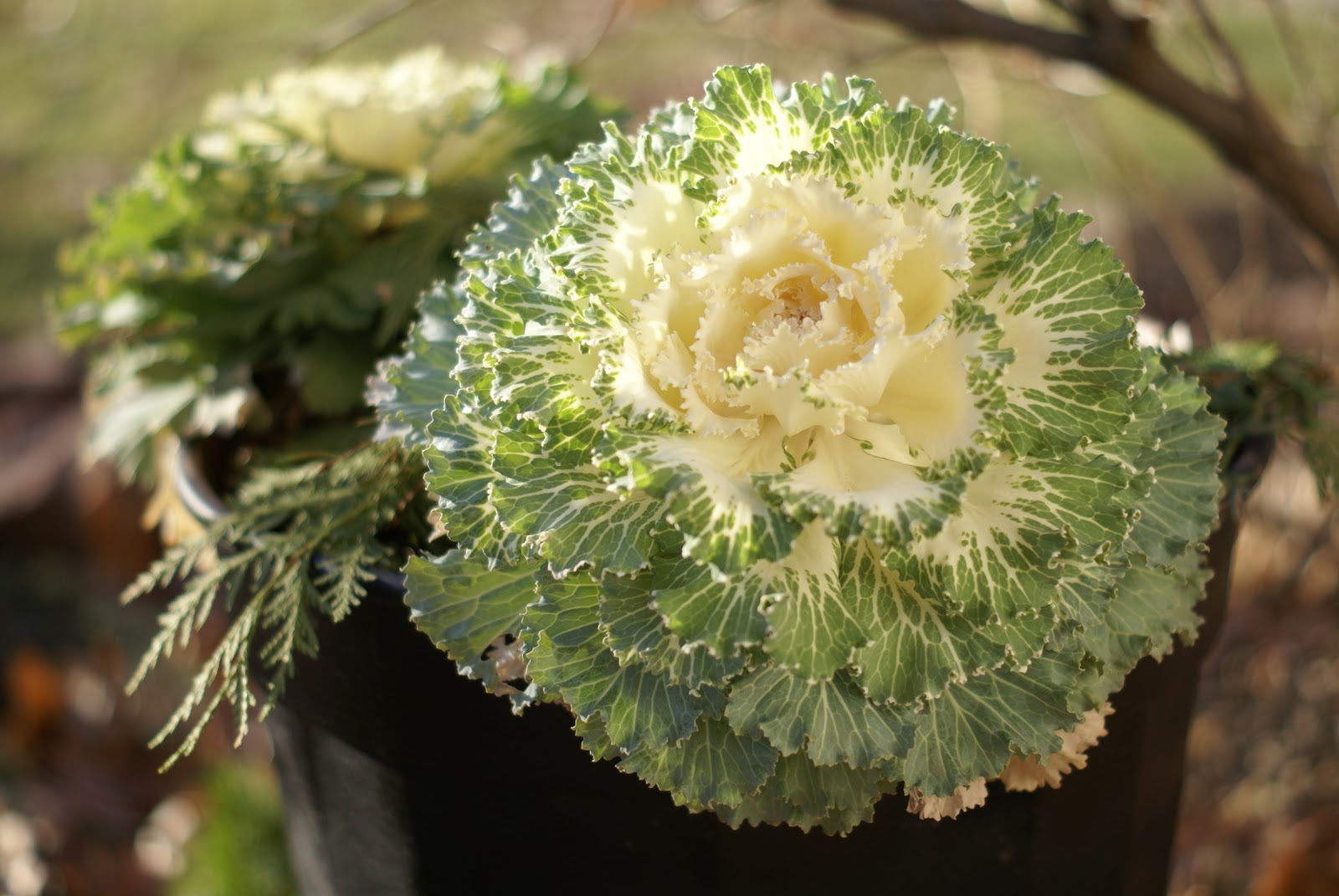 A Joyful Life!: Favorite Photo Friday - Hello Cabbage!