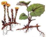 Мать-и-мачеха и ее польза.