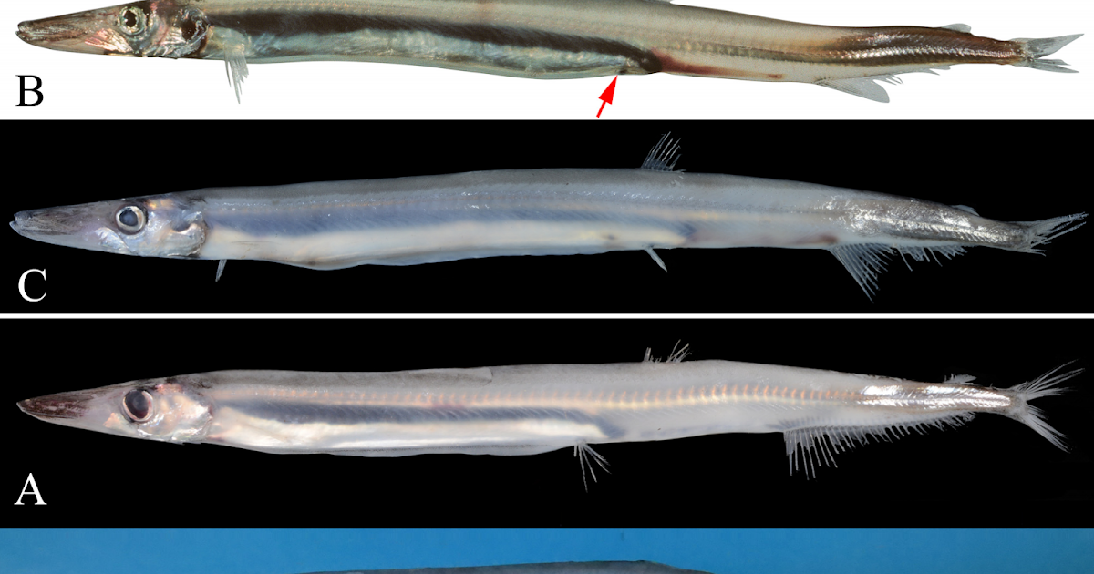 Species New to Science: [Ichthyology • 2020] Lestidium longilucifer, L ...