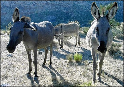 TIERRA SYLVANA: EL ROMPECABEZAS DEL ZEBRO (IV): EL ZEBRO TRAS SU ...