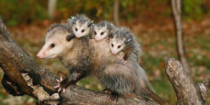 VÍDEO: ¿Cómo cuidan los tlacuaches a sus crías? Te sorprenderas ...