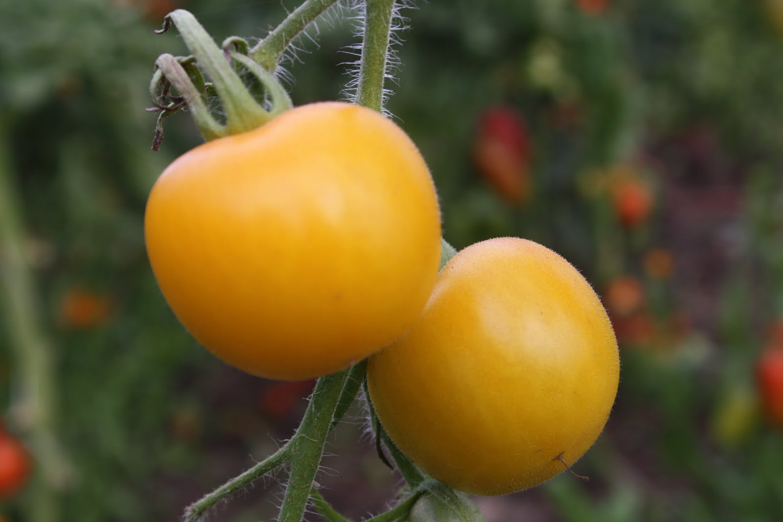 Bosavern Community Farm: Tomato varietes.