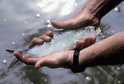 A View from the Beach: ASMFC Nixes Shad and Herring Plan