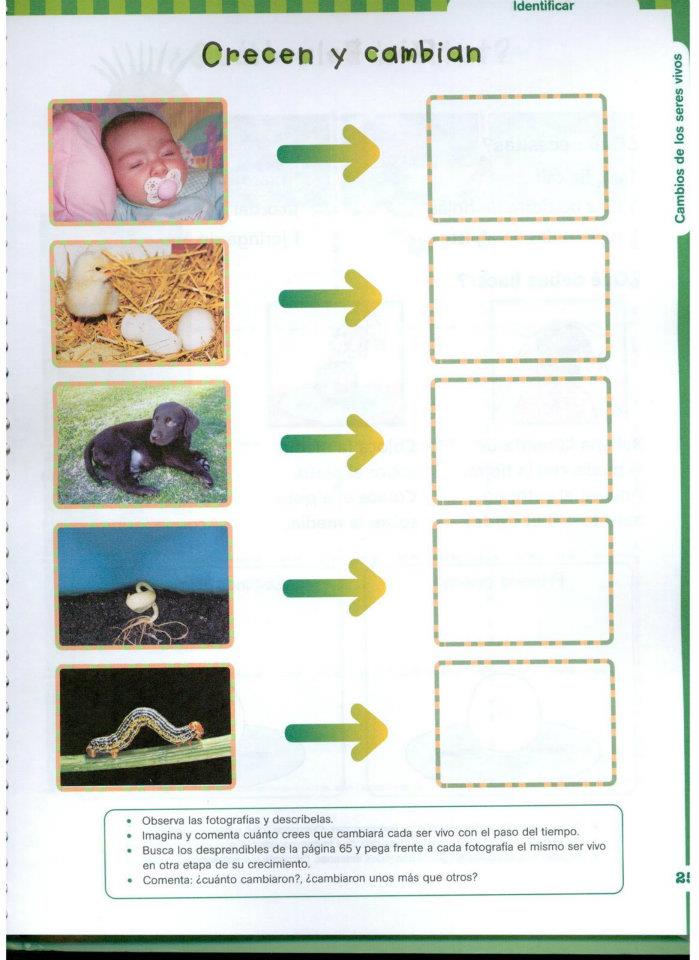 Actividades Escolares: Desarrollando ciencias