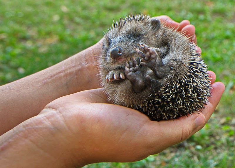 Perchè un riccio passi per il Nord Milano: Perchè il riccio?