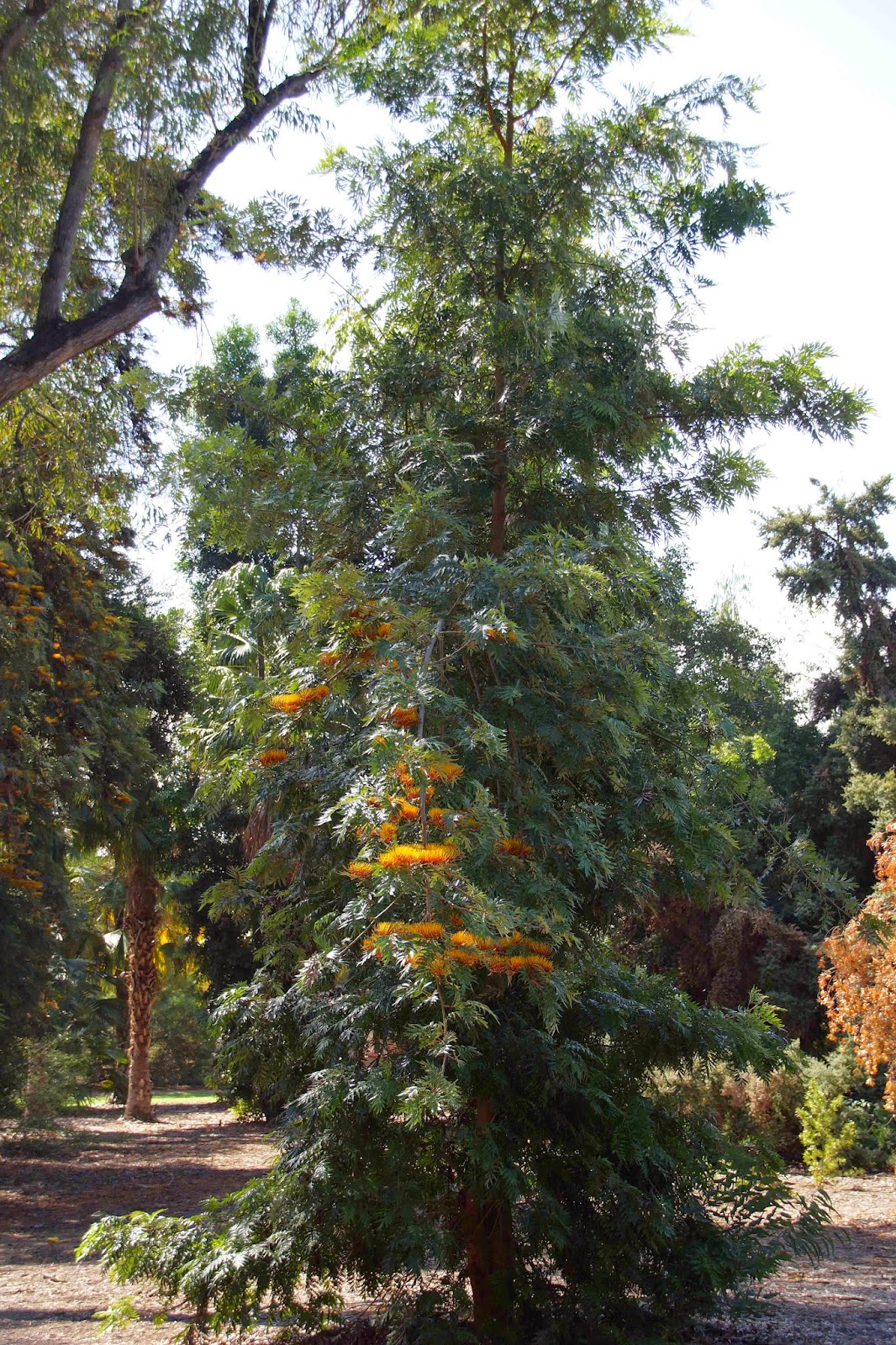 LA Arboretum's Australian Forest