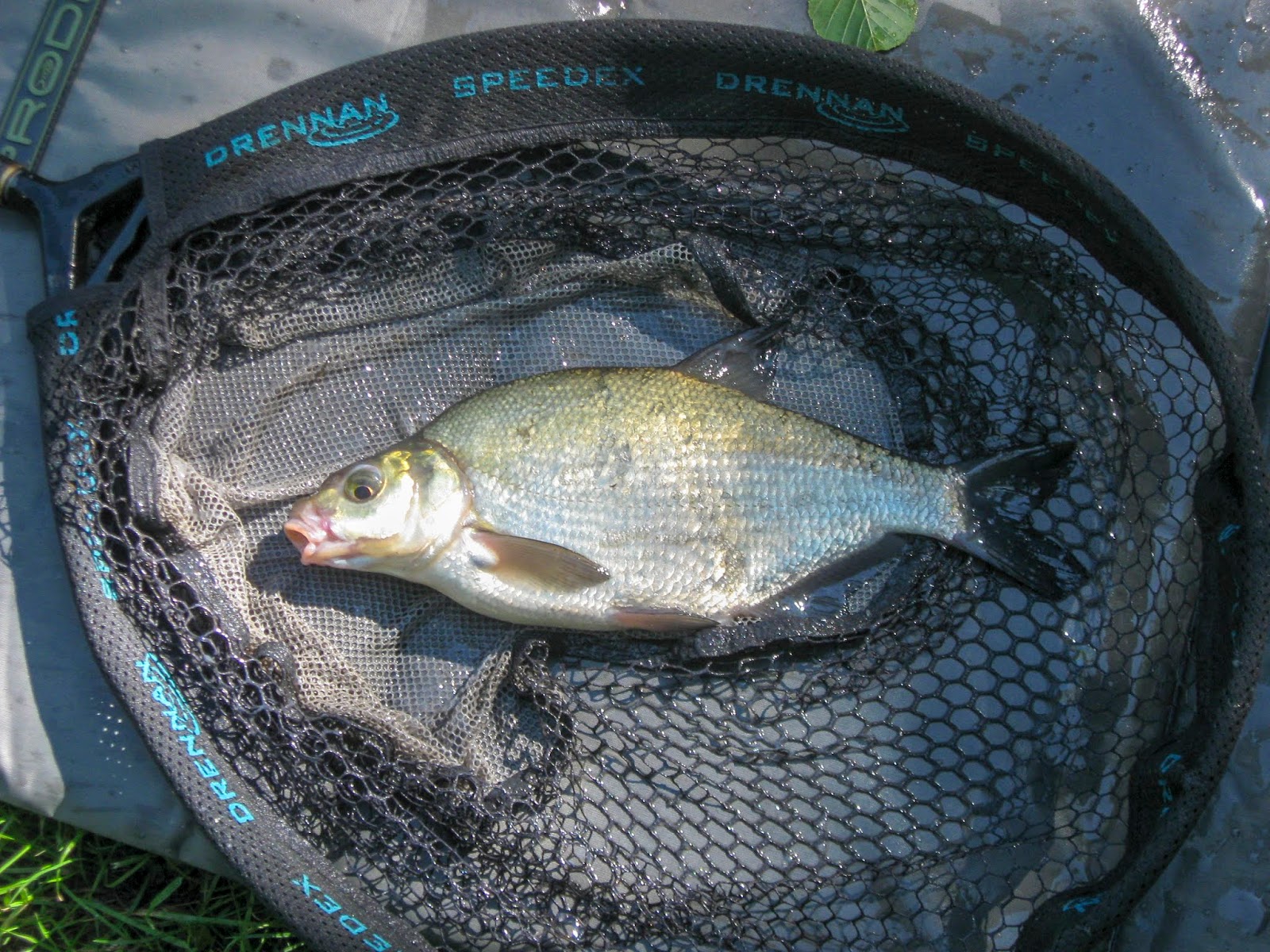 How to drown maggots : A good day on Eden Pond