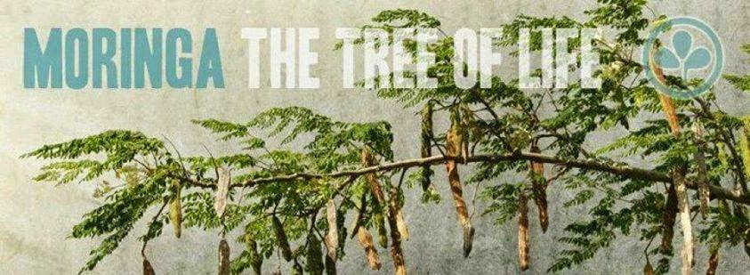 Moringa Oleifera - Superfood Alaf Ini: Kenali Minyak dari pokok moringa ...