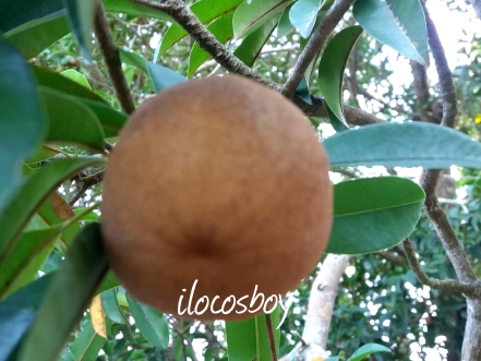 Ilocos: Common Summer Fruits In Ilocos