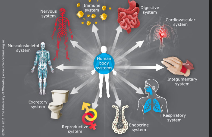 Kennedy Clan Science Body Systems kennedy-clan-science-body-systems