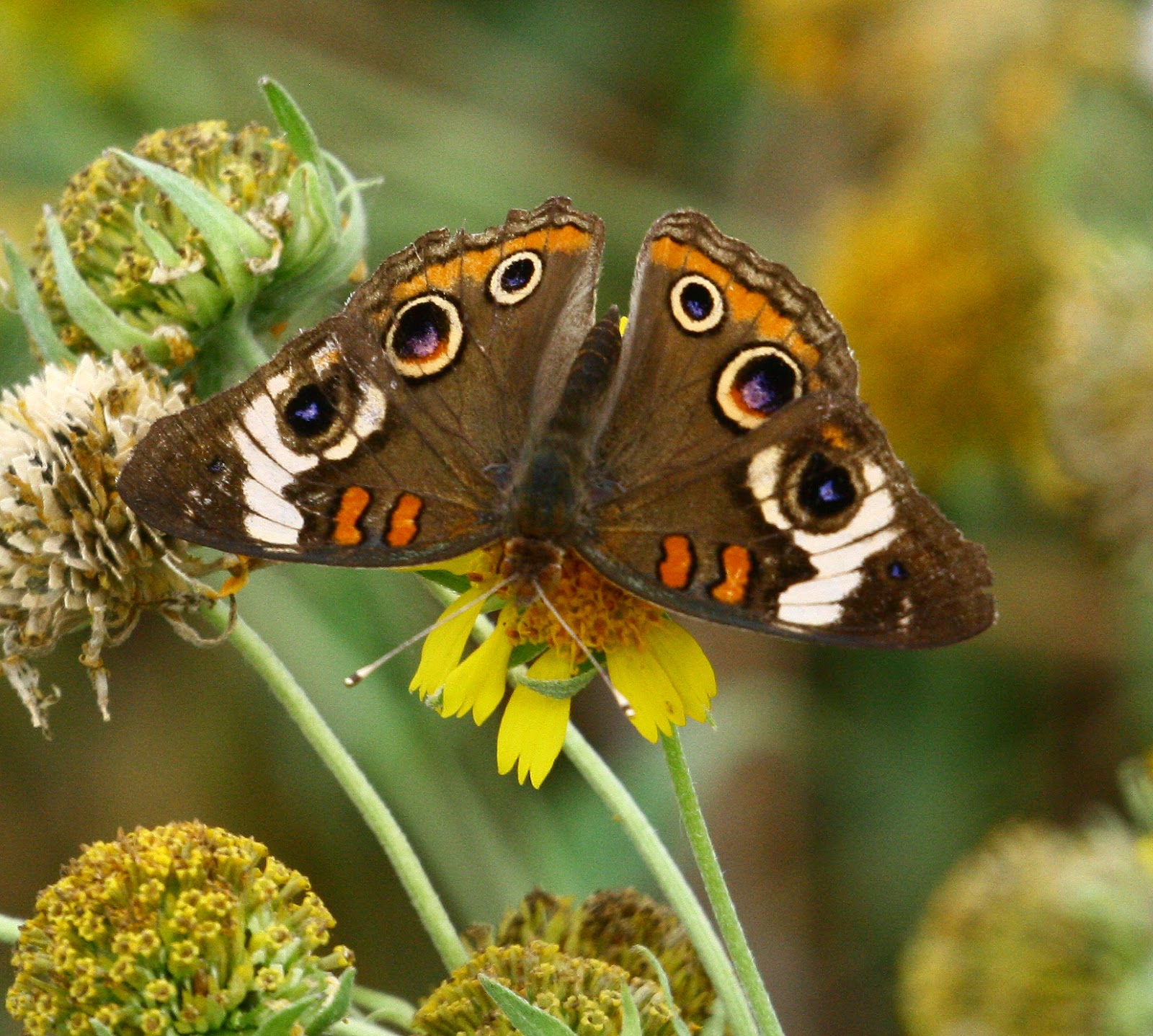 Texas Butterflies of Carolyn Ohl: Buckeye, Common