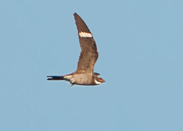 Birding Is Fun!: Common Nighthawk Migration